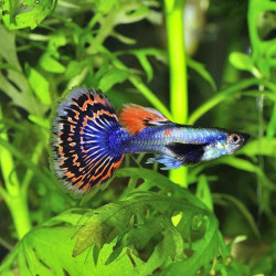 Tropical Fish International