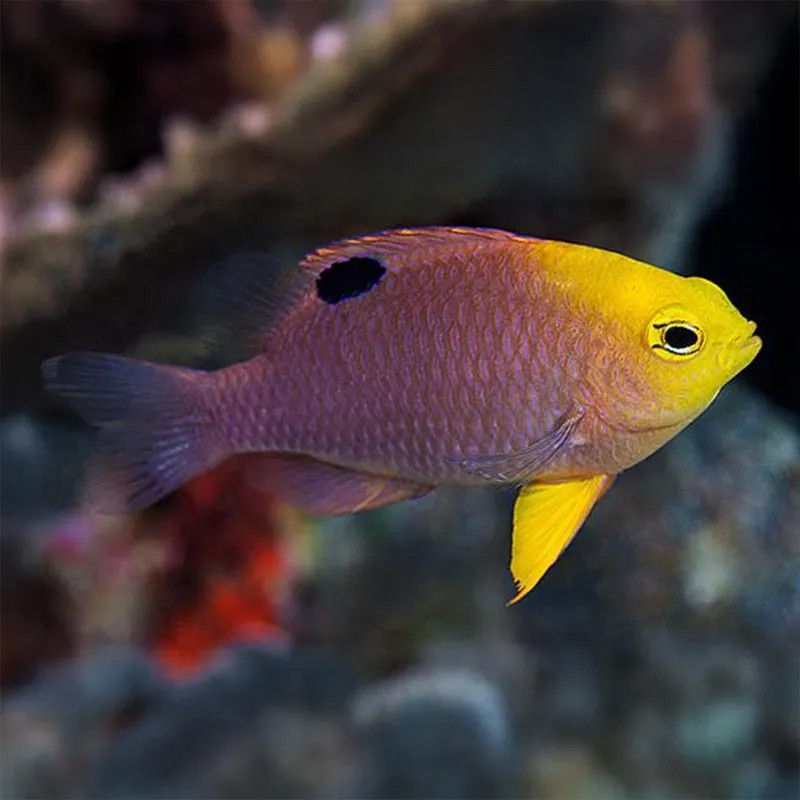 Talbots Damselfish