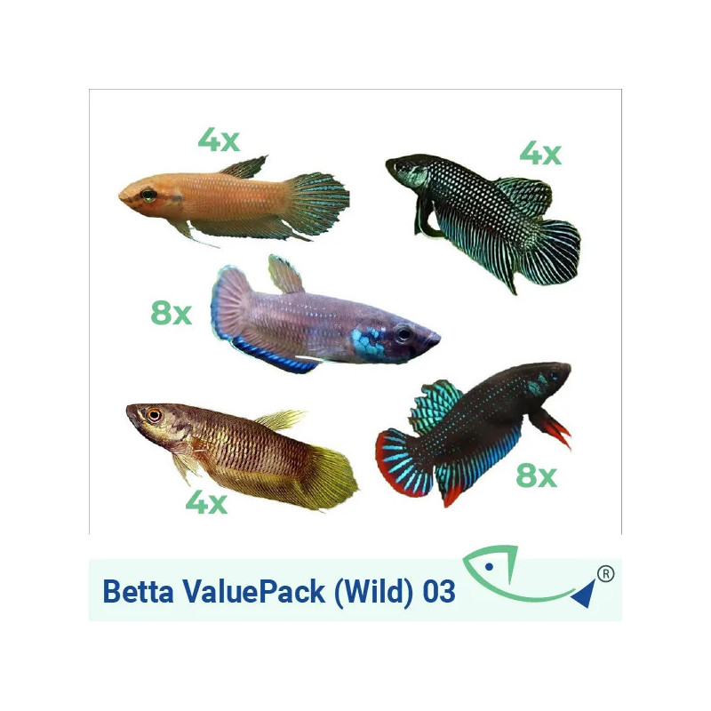 BETTA ValuePack (Wild) 03