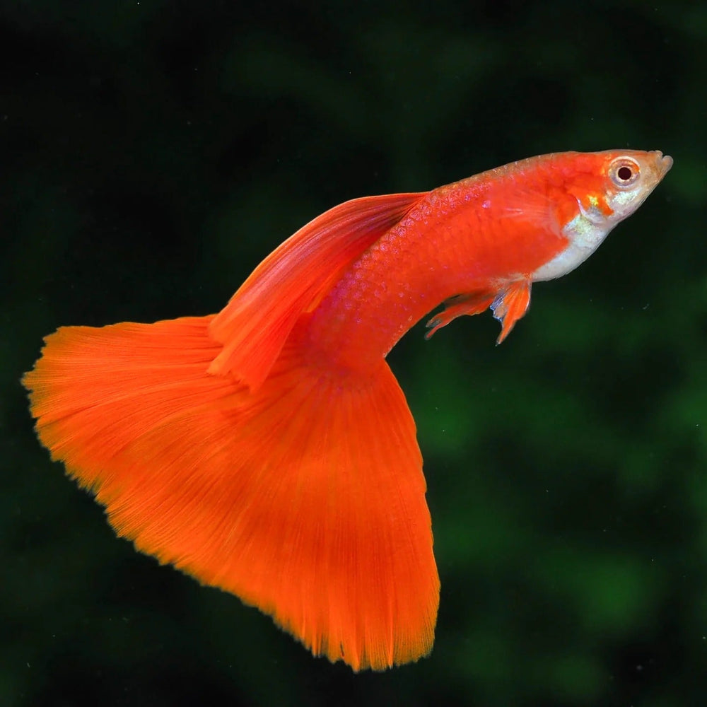 Frestwater – Tropical Fish International