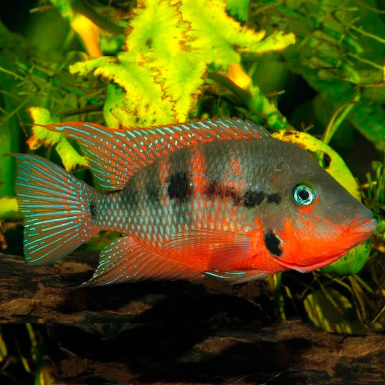 Frestwater – Tropical Fish International