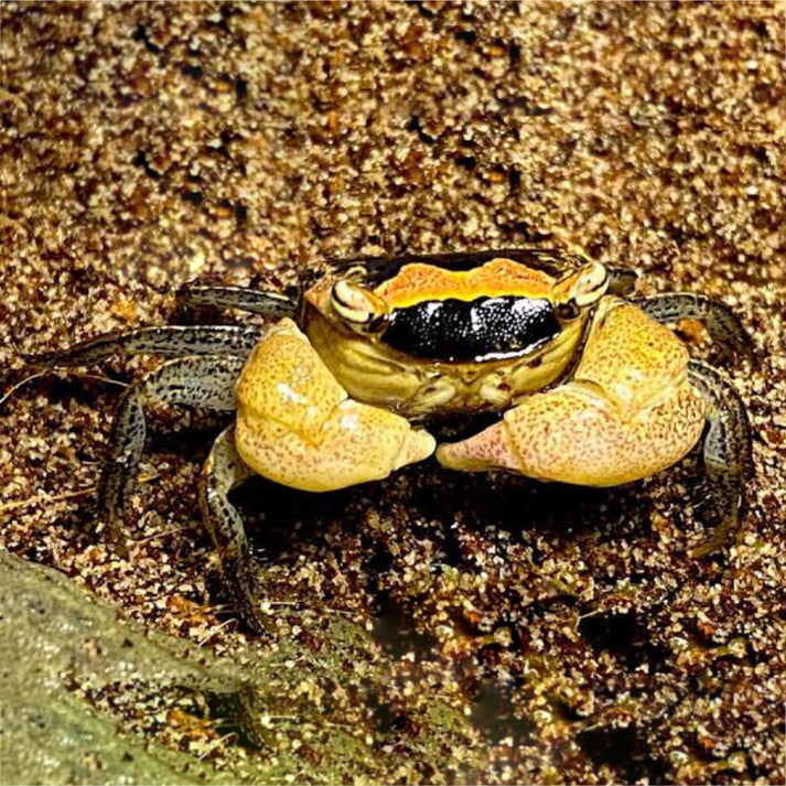 BATIK CRAB – Tropical Fish International