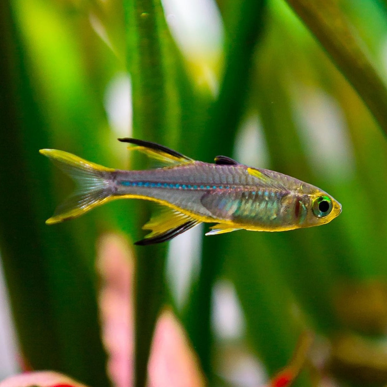 Rainbow – Tropical Fish International