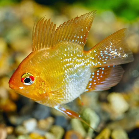 Ramirezi – Tropical Fish International