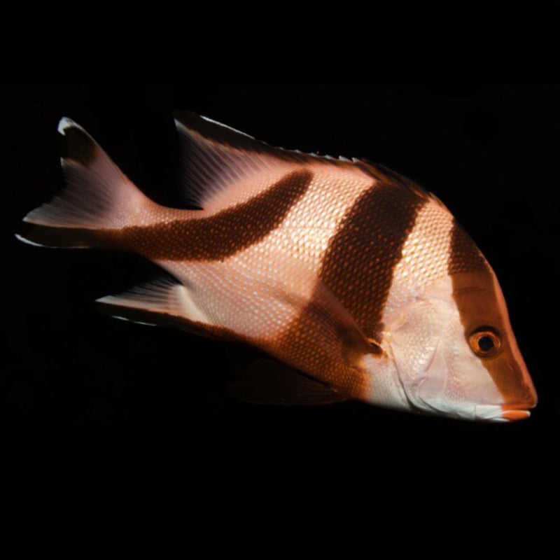 RED EMPEROR SNAPPER – Tropical Fish International