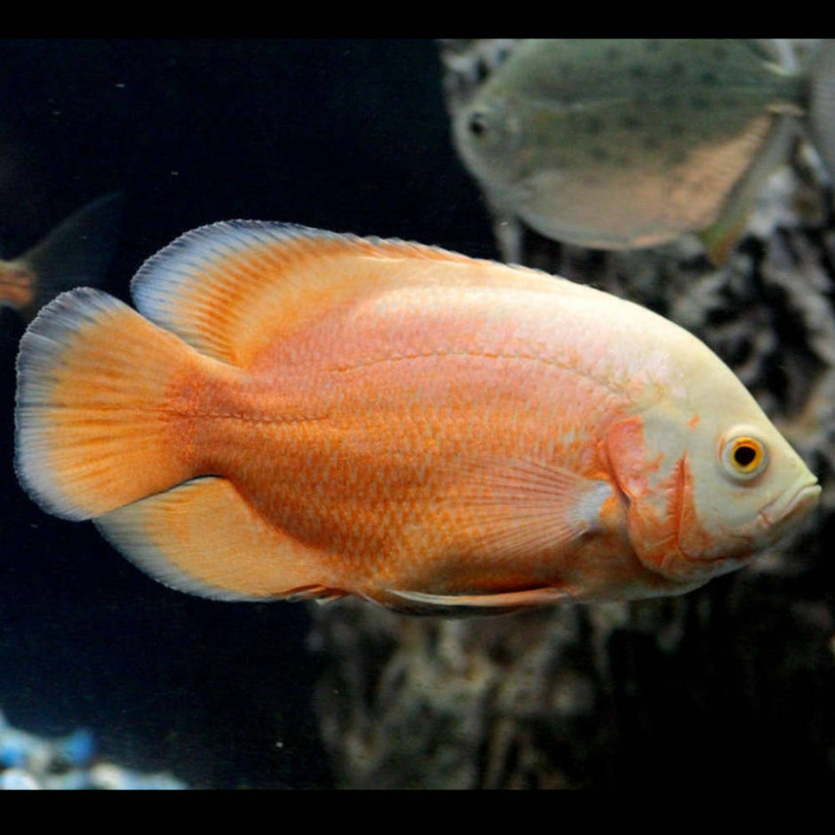 Cichlid – Tropical Fish International