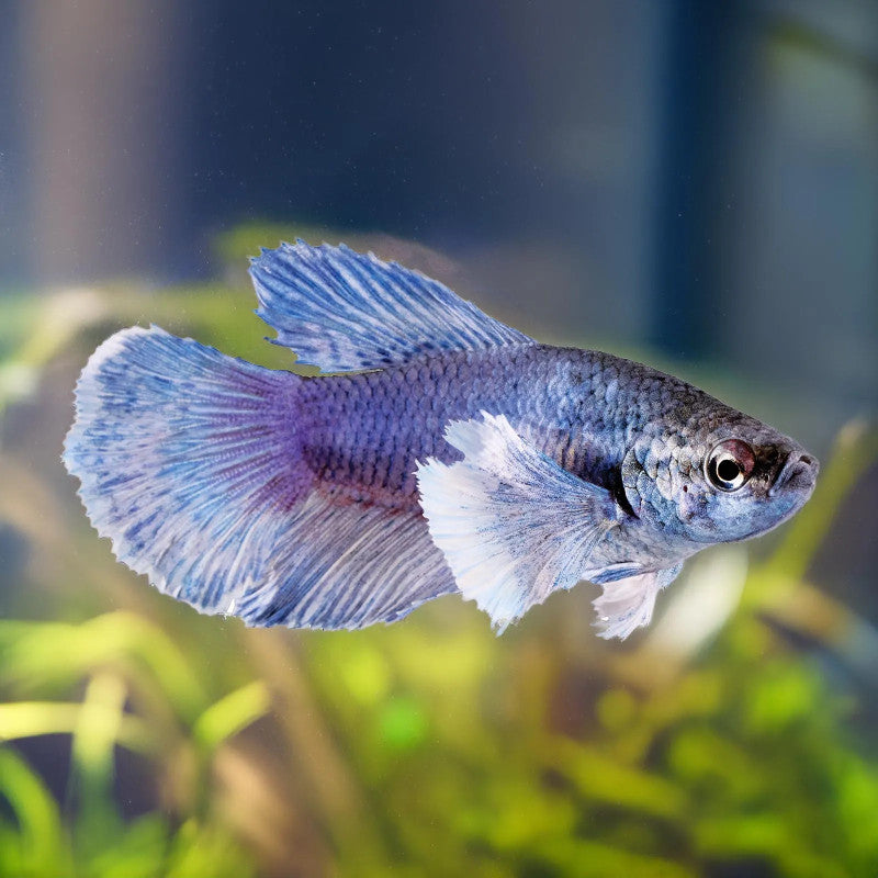 Dumbo Betta - Female – Tropical Fish International