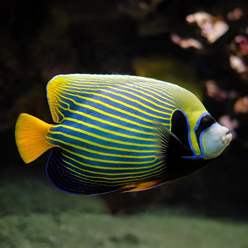 EMPEROR ANGELFISH AD – Tropical Fish International